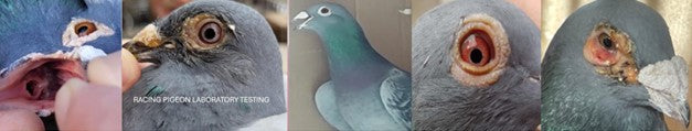 Racing Pigeon Laboratory Testing