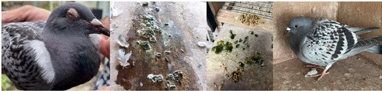 Racing Pigeon Laboratory Testing